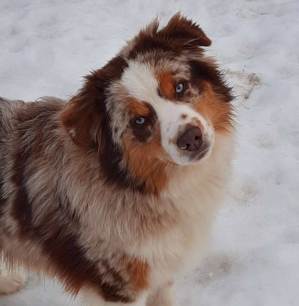 Dusty - Round Point Mini Aussies
