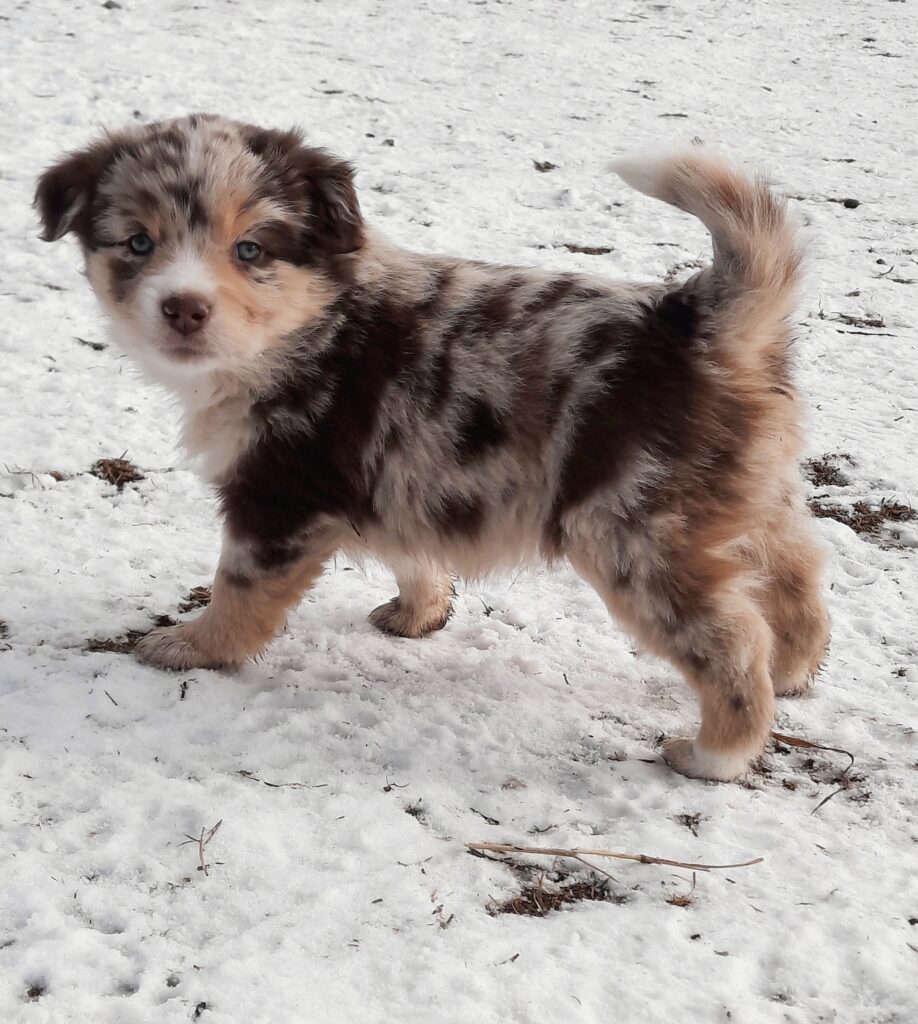 Ginger X Dusty. 6 weeks old - All Spoken for - Round Point Mini Aussies