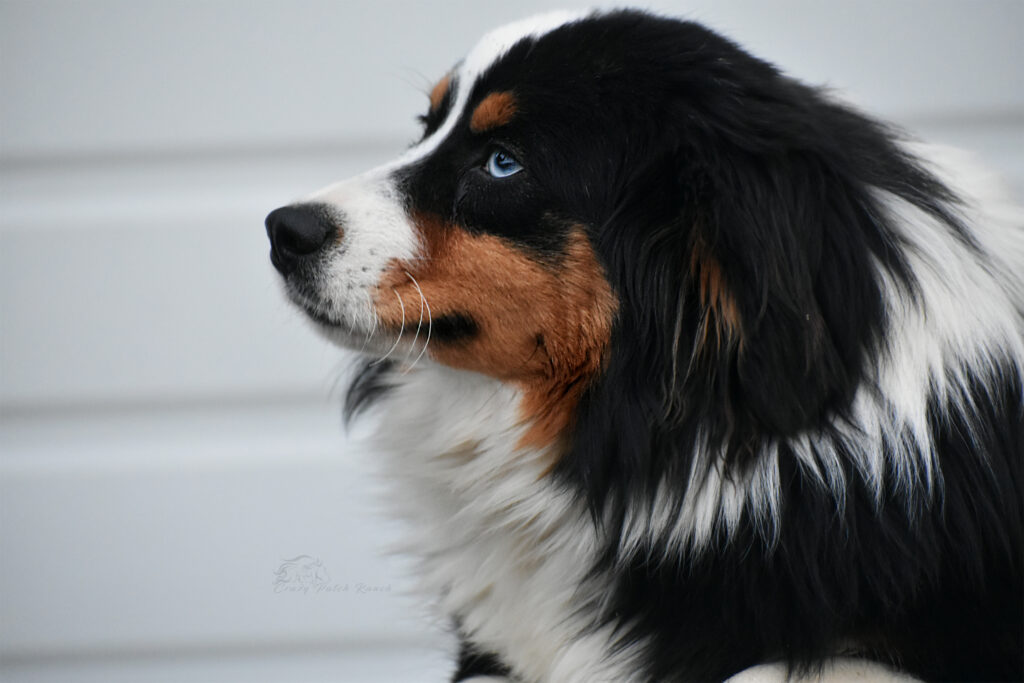 Dior - Round Point Mini Aussies